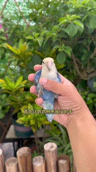 牡丹鹦鹉会说话吗_牡丹鹦鹉能学会人话吗-第3张图片-山城妙识