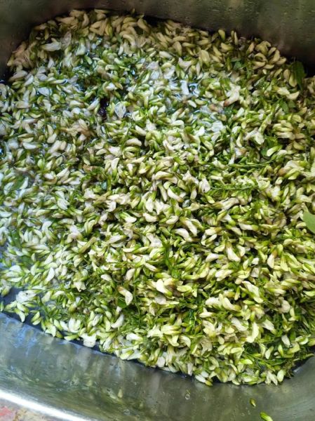 槐花怎么长期保存_槐花冷冻还是晒干好-第1张图片-山城妙识