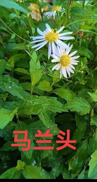 马兰头功效与作用_马兰头怎么吃最好-第3张图片-山城妙识