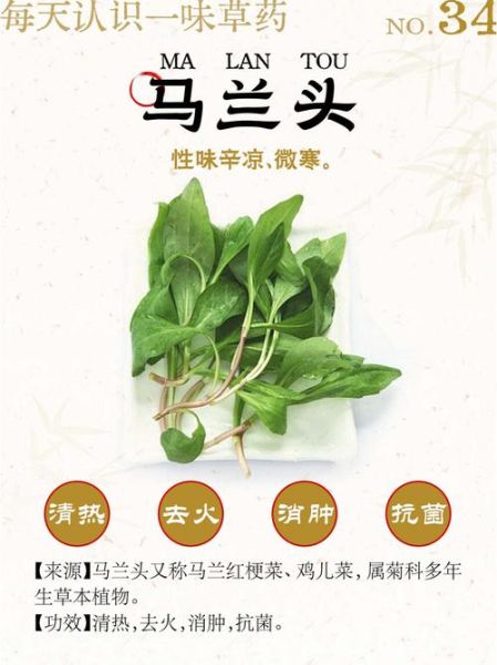 马兰头功效与作用_马兰头怎么吃最好-第1张图片-山城妙识