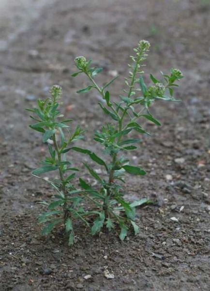 葶苈子能止咳平喘吗_葶苈子哪些人不能吃-第2张图片-山城妙识