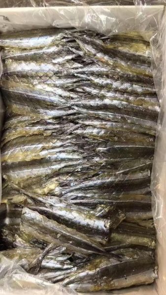 马步鱼为什么这么贵_马步鱼多少钱一斤-第3张图片-山城妙识 马步鱼为什么这么贵_马步鱼多少钱一斤-第3张图片-山城妙识