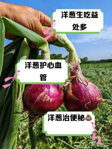长期吃洋葱有什么好处_洋葱能天天吃吗-第1张图片-山城妙识