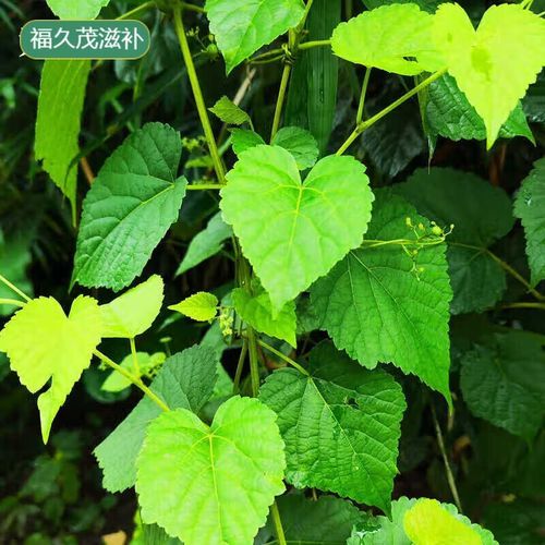 山葡萄根的功效与作用_山葡萄根怎么泡水喝-第1张图片-山城妙识