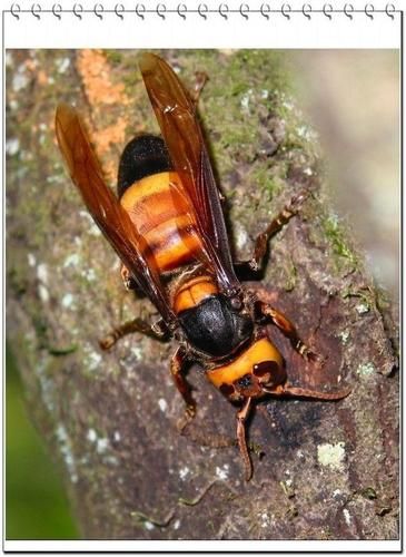 葫芦包蜂学名是什么_葫芦包蜂学名由来-第2张图片-山城妙识