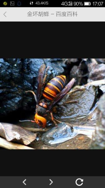 葫芦包蜂学名是什么_葫芦包蜂学名由来-第3张图片-山城妙识