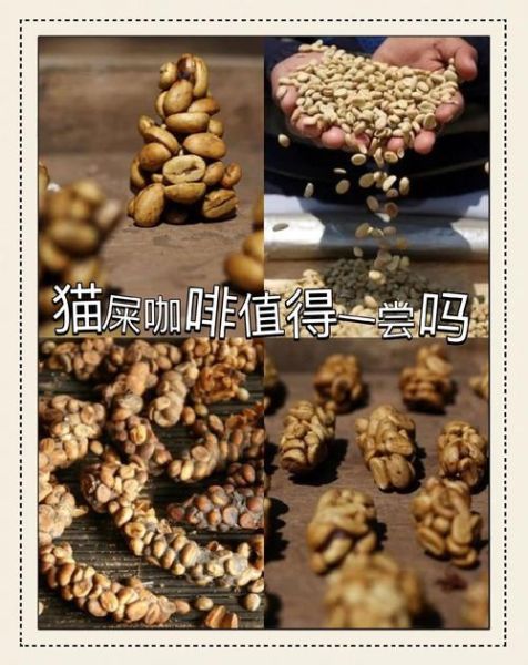 猫屎咖啡真的是猫屎吗_猫屎咖啡制作过程-第1张图片-山城妙识