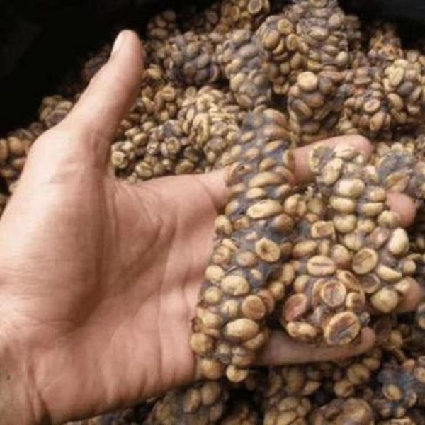 猫屎咖啡真的是猫屎吗_猫屎咖啡制作过程-第3张图片-山城妙识