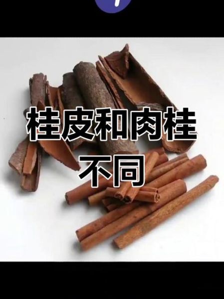 桂皮树图片大全大图_如何辨别桂皮树真假-第2张图片-山城妙识 桂皮树图片大全大图_如何辨别桂皮树真假-第2张图片-山城妙识