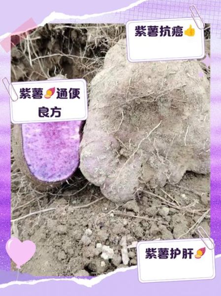 紫番薯的营养价值_紫番薯的功效与作用-第1张图片-山城妙识