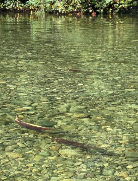 大马哈鱼洄游属于什么行为_洄游行为的意义-第1张图片-山城妙识 大马哈鱼洄游属于什么行为_洄游行为的意义-第1张图片-山城妙识