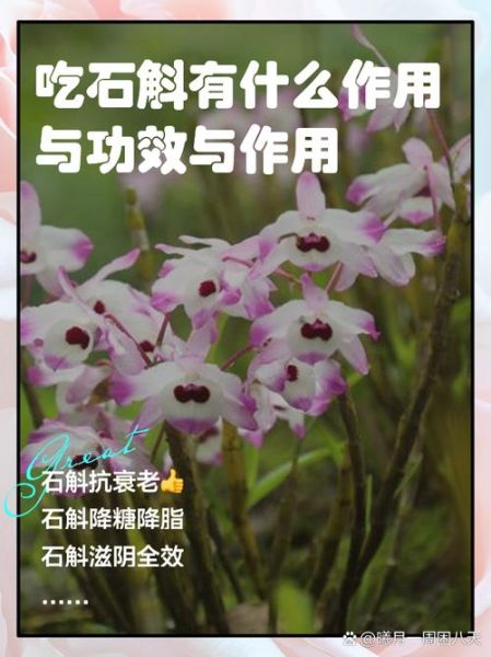 石斛的功效与禁忌_哪些人不能吃-第2张图片-山城妙识