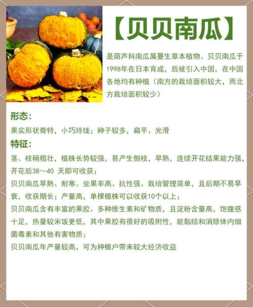 哪种南瓜热量最低_减肥吃贝贝南瓜还是普通南瓜-第1张图片-山城妙识 哪种南瓜热量最低_减肥吃贝贝南瓜还是普通南瓜-第1张图片-山城妙识