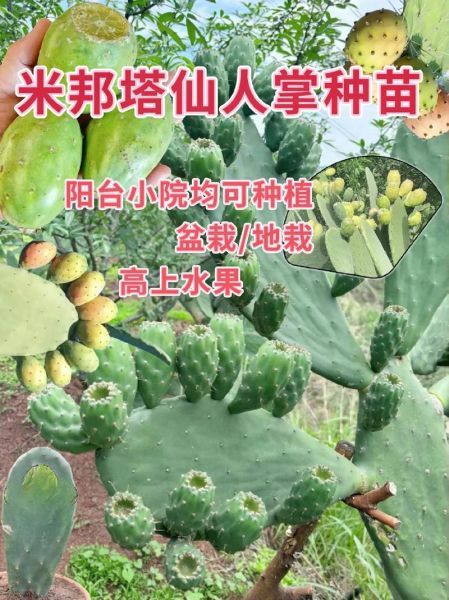 仙人掌app下载_仙人掌app安全吗-第2张图片-山城妙识