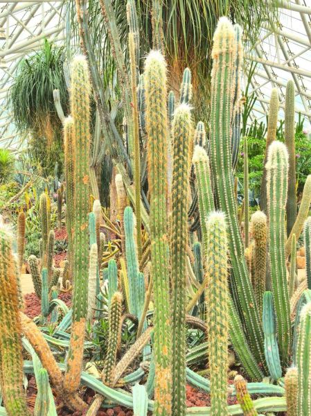 仙人掌app下载_仙人掌app安全吗-第1张图片-山城妙识