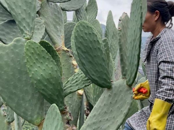 仙人掌app下载_仙人掌app安全吗-第3张图片-山城妙识