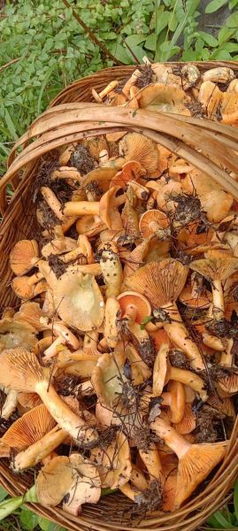 可食用野生菌图片大全_哪些野生菌可以吃-第1张图片-山城妙识