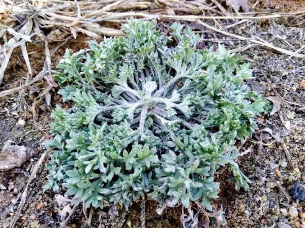 茵陈长什么样_茵陈图片如何辨别真假-第3张图片-山城妙识 茵陈长什么样_茵陈图片如何辨别真假-第3张图片-山城妙识