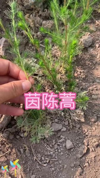 茵陈长什么样_茵陈图片如何辨别真假-第2张图片-山城妙识 茵陈长什么样_茵陈图片如何辨别真假-第2张图片-山城妙识