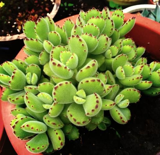 熊掌多肉怎么养_熊掌多肉掉叶子怎么办-第1张图片-山城妙识