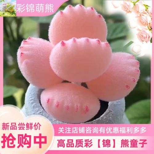 熊掌多肉怎么养_熊掌多肉掉叶子怎么办-第2张图片-山城妙识