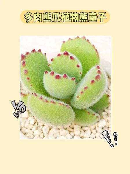 熊掌多肉怎么养_熊掌多肉掉叶子怎么办-第3张图片-山城妙识