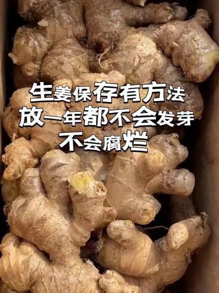 洋生姜怎么保存_洋生姜的功效与作用-第3张图片-山城妙识