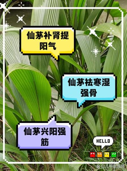 仙茅的功效与作用_仙茅的禁忌有哪些-第3张图片-山城妙识