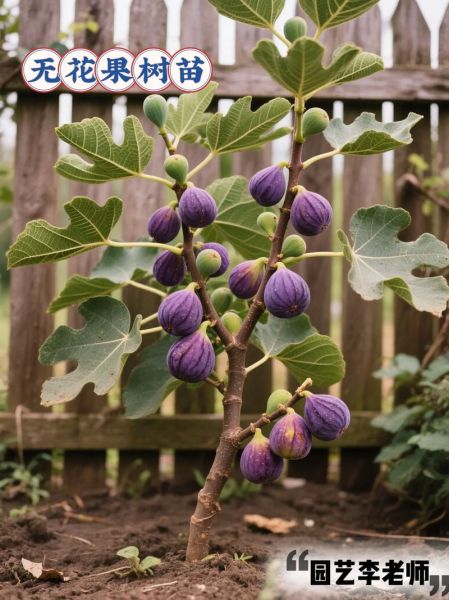 无花果树苗哪个品种好_无花果树苗品种推荐-第1张图片-山城妙识