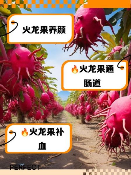 火龙果的功效与作用_火龙果怎么吃最减肥-第3张图片-山城妙识 火龙果的功效与作用_火龙果怎么吃最减肥-第3张图片-山城妙识