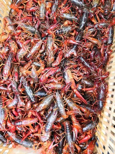 活小龙虾怎么挑选_活小龙虾图片实拍怎么看新鲜度-第1张图片-山城妙识