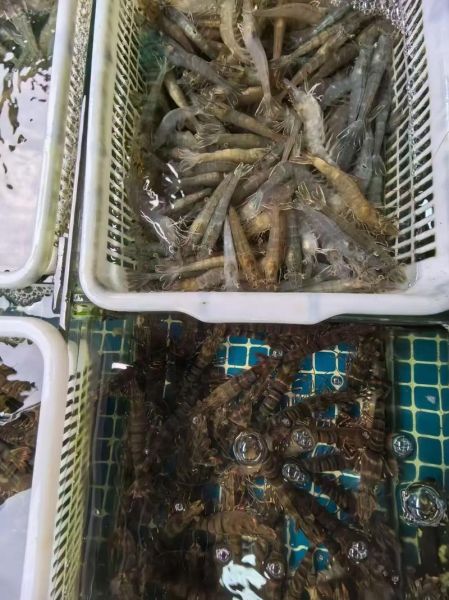 活小龙虾怎么挑选_活小龙虾图片实拍怎么看新鲜度-第3张图片-山城妙识