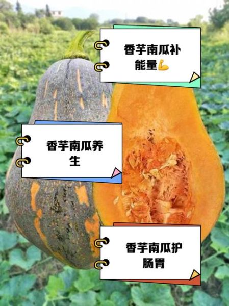 南瓜的功效与作用及禁忌_什么人不能吃南瓜-第3张图片-山城妙识