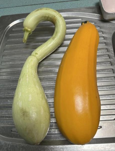 西葫芦不焯水有毒吗_生吃安全吗-第3张图片-山城妙识 西葫芦不焯水有毒吗_生吃安全吗-第3张图片-山城妙识