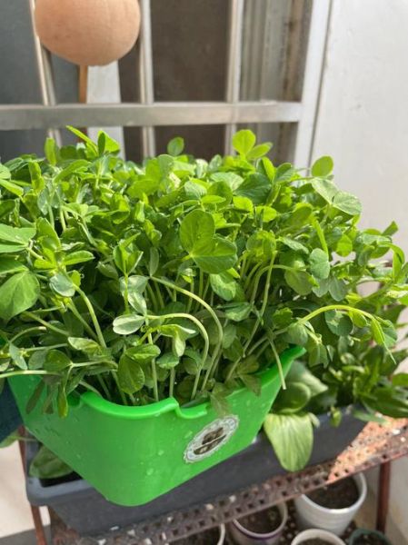 豆苗几天发芽_豆苗生长全过程-第1张图片-山城妙识