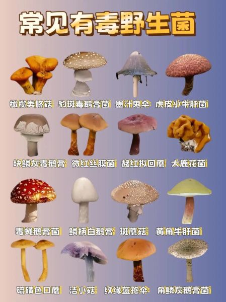 菌类大全名称及图片_如何区分常见食用菌与毒蘑菇-第1张图片-山城妙识