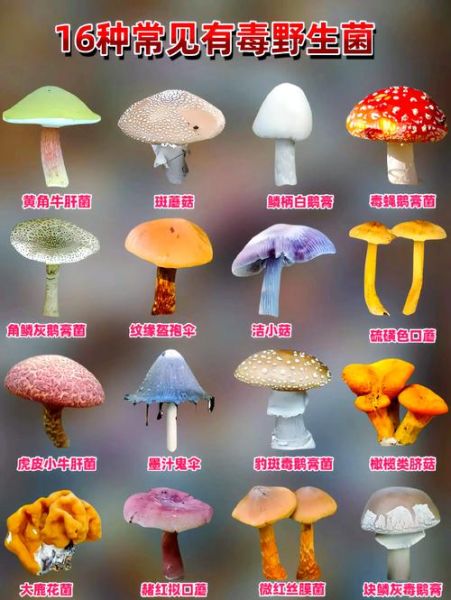 菌类大全名称及图片_如何区分常见食用菌与毒蘑菇-第2张图片-山城妙识
