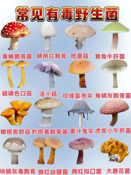 菌类大全名称及图片_如何区分常见食用菌与毒蘑菇-第3张图片-山城妙识