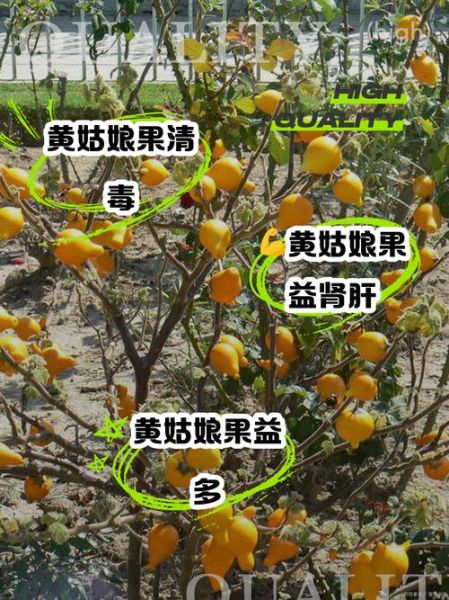 姑娘果的功效与作用_姑娘果图片长什么样-第3张图片-山城妙识 姑娘果的功效与作用_姑娘果图片长什么样-第3张图片-山城妙识