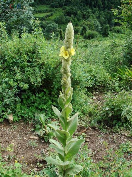 一枝香的功效与作用_一枝香怎么用效果最好-第1张图片-山城妙识