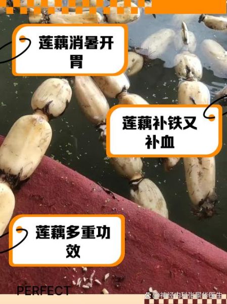 藕的营养价值及功效与作用_藕怎么吃最健康-第2张图片-山城妙识