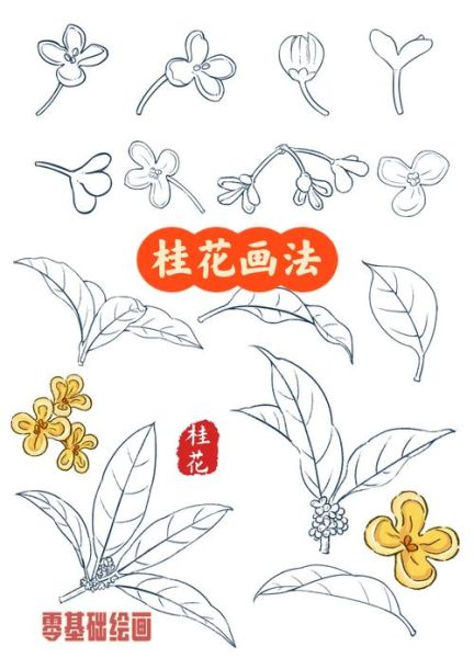 桂花简笔画怎么画_桂花图片简笔画教程-第1张图片-山城妙识