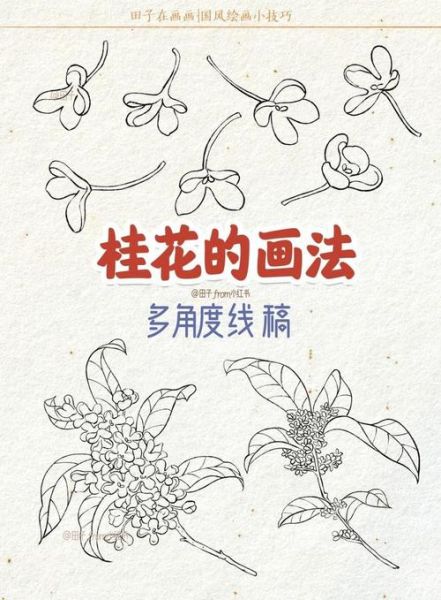 桂花简笔画怎么画_桂花图片简笔画教程-第2张图片-山城妙识