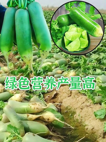 沙窝萝卜什么时候种_沙窝萝卜几月份播种-第2张图片-山城妙识