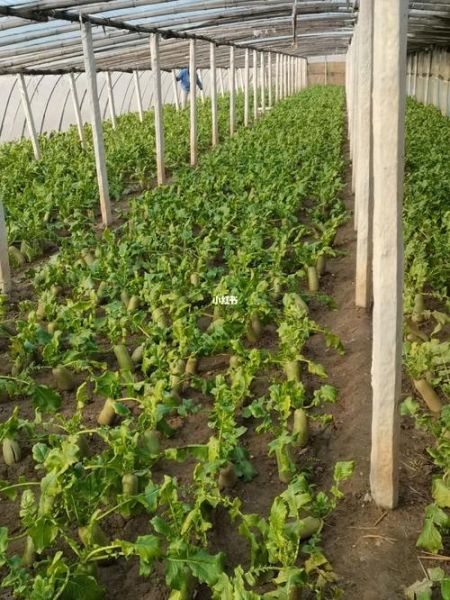 沙窝萝卜什么时候种_沙窝萝卜几月份播种-第3张图片-山城妙识