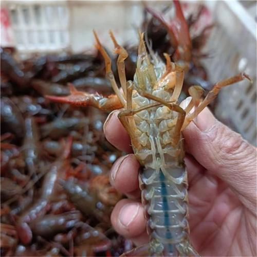 小龙虾养殖加盟多少钱_小龙虾养殖加盟靠谱吗-第3张图片-山城妙识