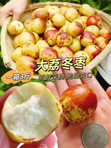 大冬枣什么时候成熟_大冬枣怎么挑选-第1张图片-山城妙识 大冬枣什么时候成熟_大冬枣怎么挑选-第1张图片-山城妙识