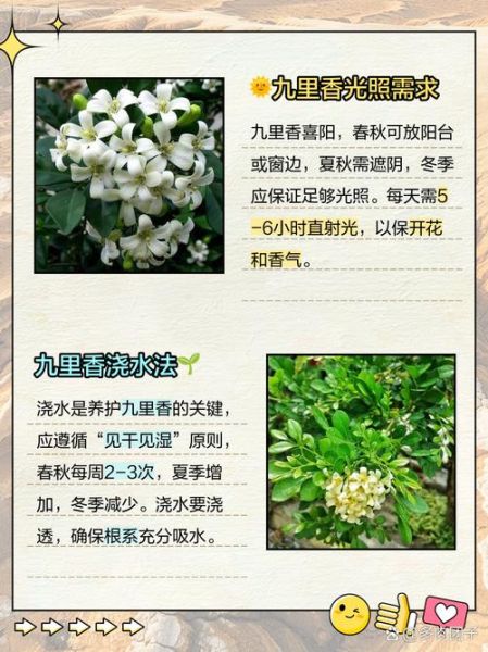 九里香的功效与作用_九里香能治什么病-第3张图片-山城妙识 九里香的功效与作用_九里香能治什么病-第3张图片-山城妙识