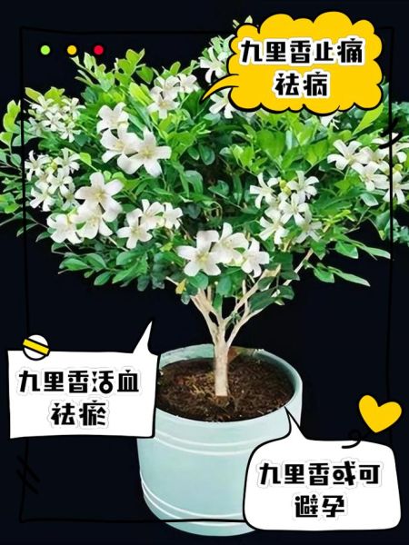 九里香的功效与作用_九里香能治什么病-第1张图片-山城妙识 九里香的功效与作用_九里香能治什么病-第1张图片-山城妙识