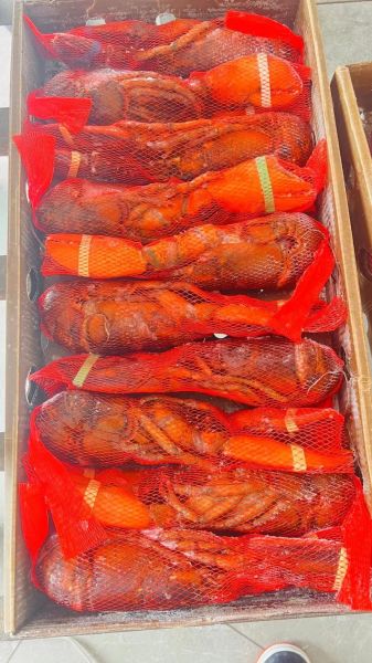 波龙多少钱一斤_波龙价格行情-第2张图片-山城妙识